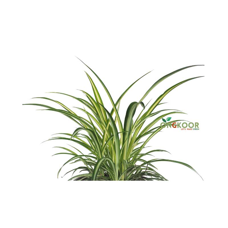 Spider Plant স্পাইডার প্লান্ট - Online Nursery In Bangladesh | Indoor ...